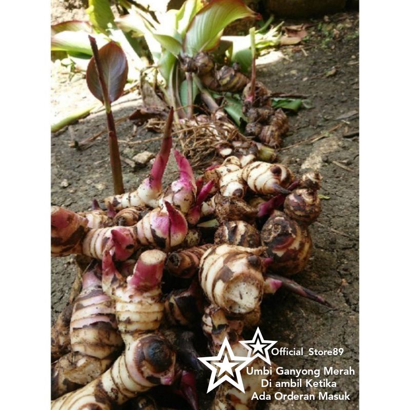 Jual UMBI GANYONG MERAH 1 KG FRESH SEGAR DI AMBIL KETIKA ADA ORDERAN ...