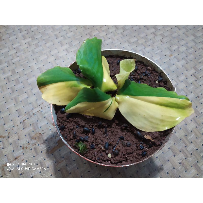 Jual kencur varigata / tanaman varigata | Shopee Indonesia