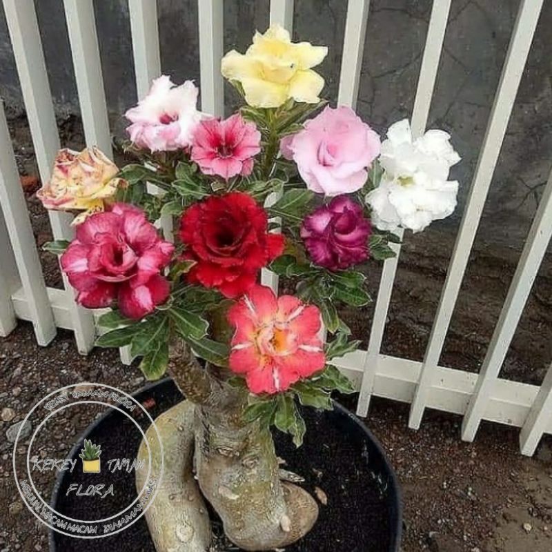 Jual Tanaman Hias Kamboja Adenium Bunga Tumpuk Warna Warni Bunga