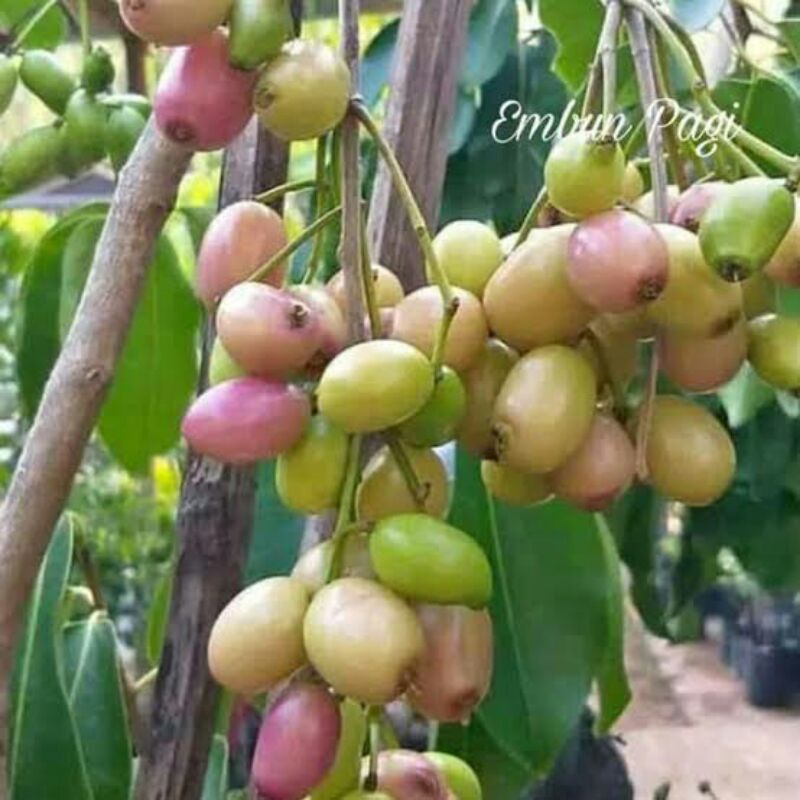 Jual Tanaman Buah Jamblang Putih Australia Sedang Berbunga Banyak Siap ...