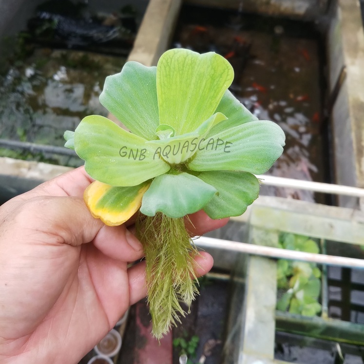 Jual WATER LETUCE APU APU TANAMAN APUNGKOLAM AKUARIUM | Shopee Indonesia