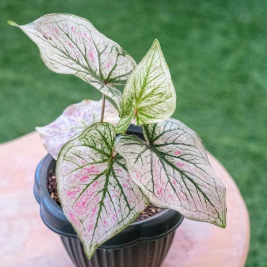 Jual caladium debutante / marie moir /thay series | Shopee Indonesia
