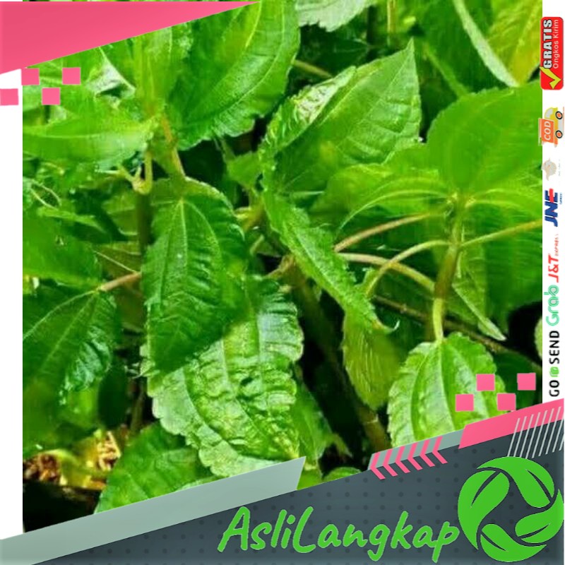 Jual Pohpohan, Poh pohan Bibit, Pohpohan Tanaman, Poh Pohan Lalapan ...