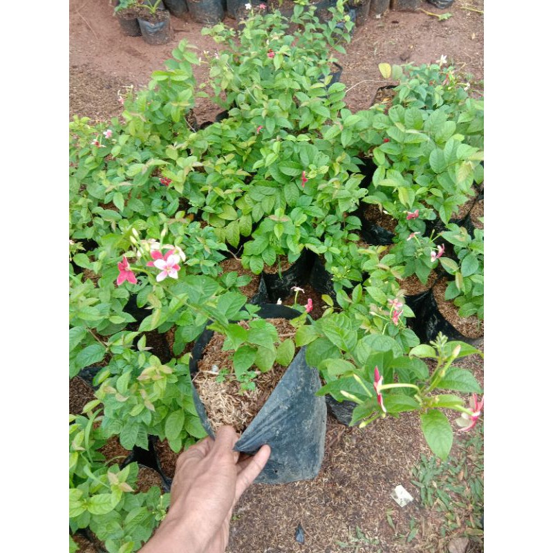 Jual pohon melati merah/melati belanda | Shopee Indonesia