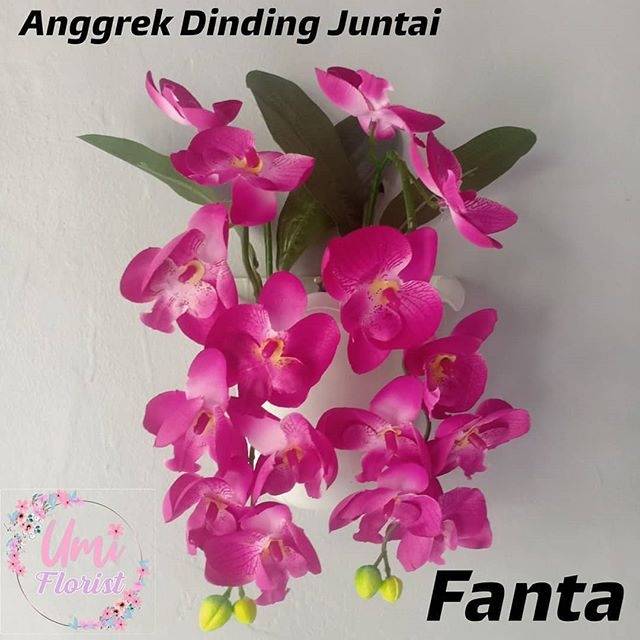 Jual Anggrek pot dinding warna fanta | Shopee Indonesia