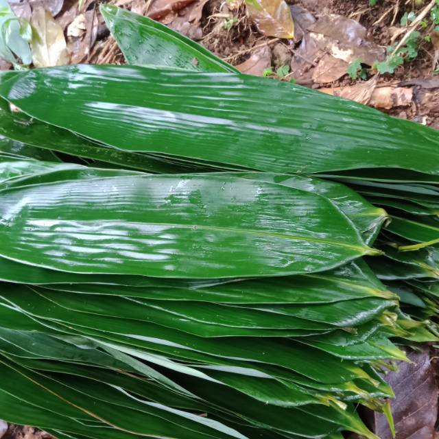 Jual Daun bamabu jumbo,bungkus bakcang,1pcs(termurah) | Shopee Indonesia