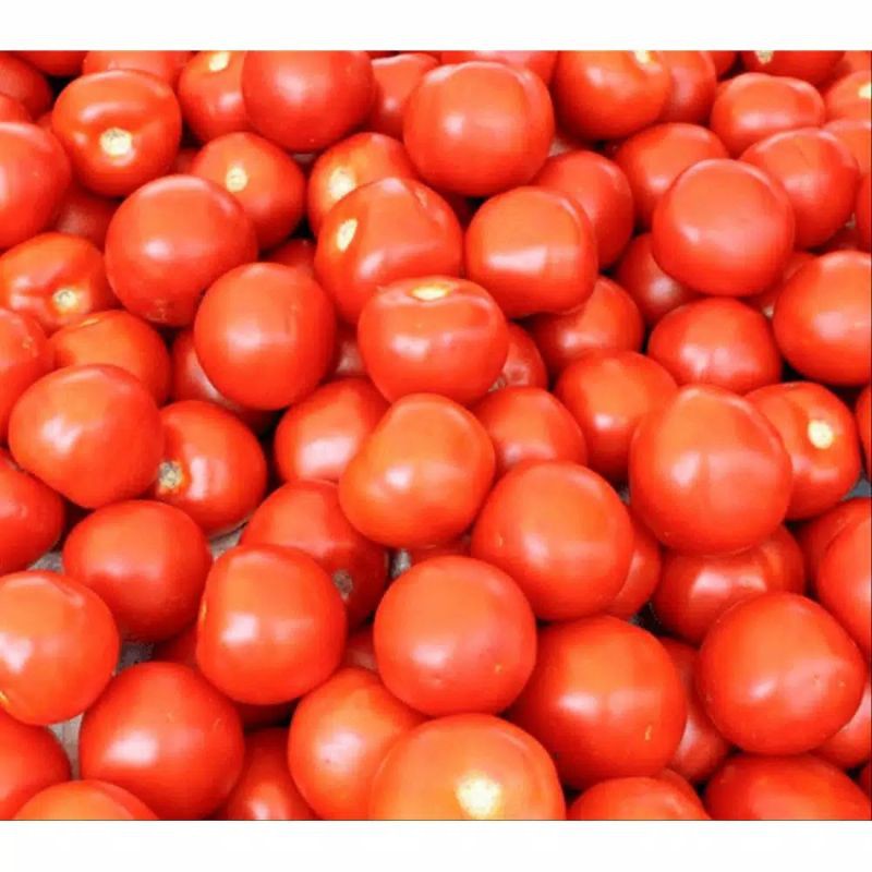 Jual 1KG Tomat Merah Segar// SAYUR TOMAT Merah 1KG | Shopee Indonesia