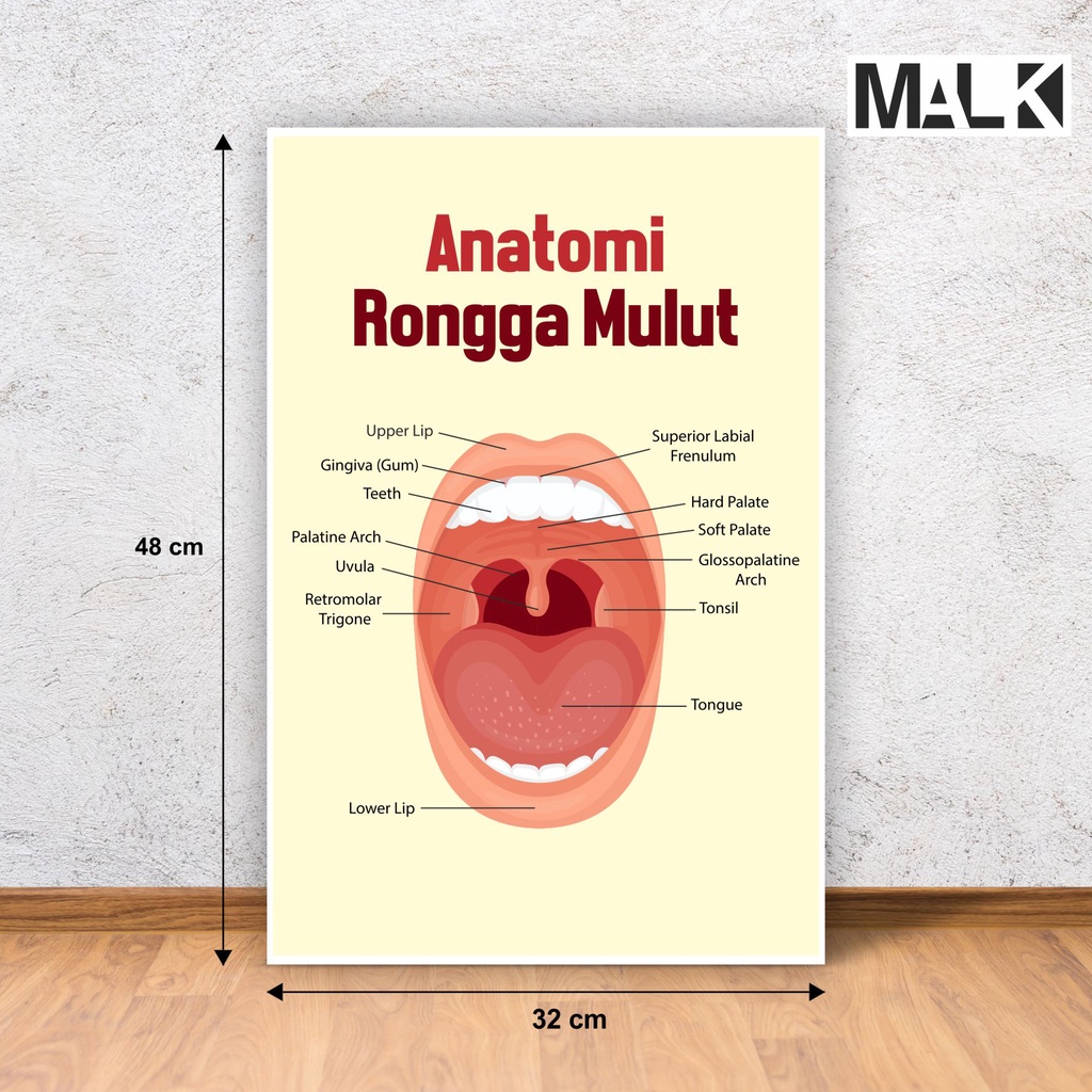 Jual Poster Anatomy Rongga Mulut | Shopee Indonesia