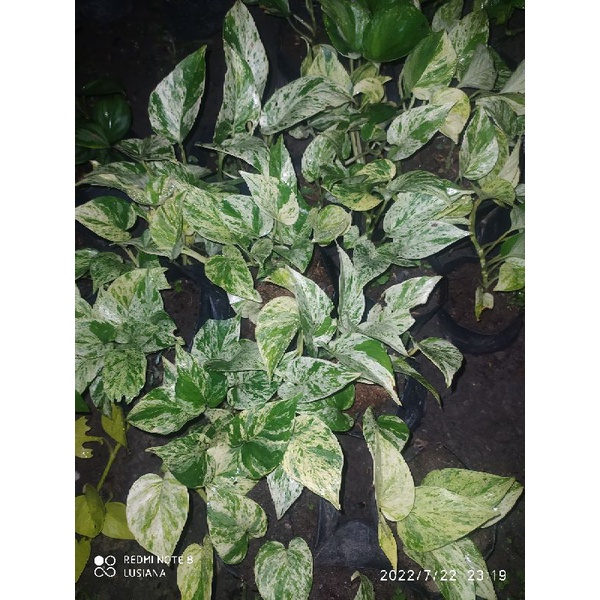 Jual sirih marble | Shopee Indonesia