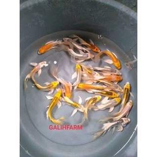 Jual Koi Slayer Terlengkap & Harga Terbaru Mei 2024 | Shopee Indonesia