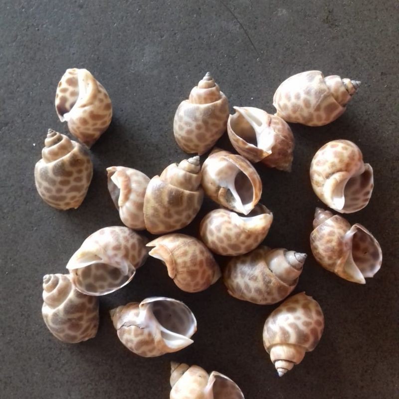 Jual Cangkang kerang macan 1 kg | Shopee Indonesia