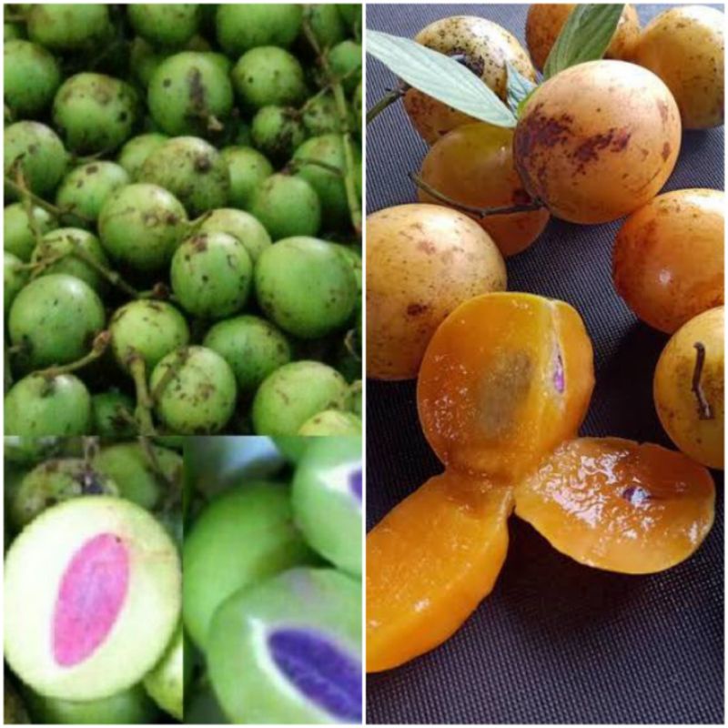 Jual Buah Ramania / Buah Gandaria / Buah Jatake Segar Khas Banjar ...