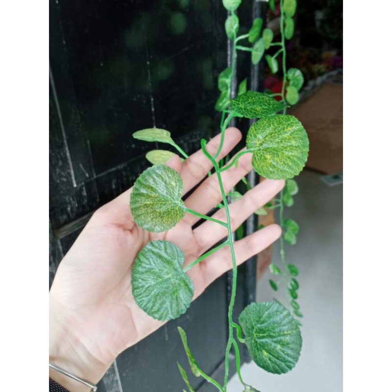 Jual Daun Rambat Panjang 2,1 meter | Shopee Indonesia