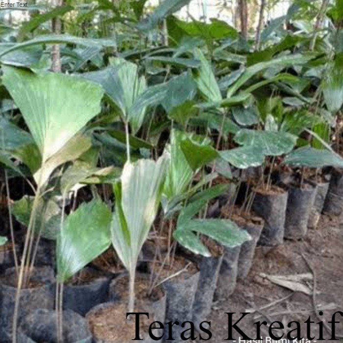 Jual Bibit Enau Aren siap tanam Arenga pinnata Suku Aracaea palma ...