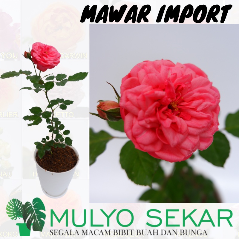 Jual tanaman hias bunga mawar impor hidup - kuncup besar dan berakar ...