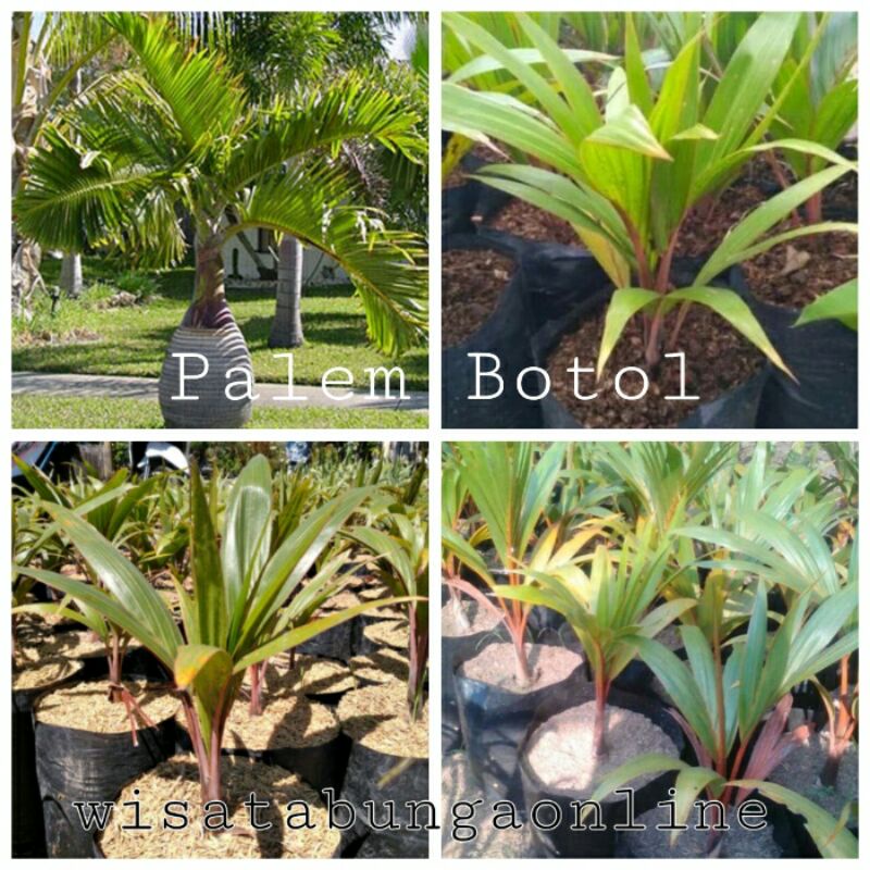 Jual Tanaman Hias Palem Botol/Bottle Palm | Shopee Indonesia