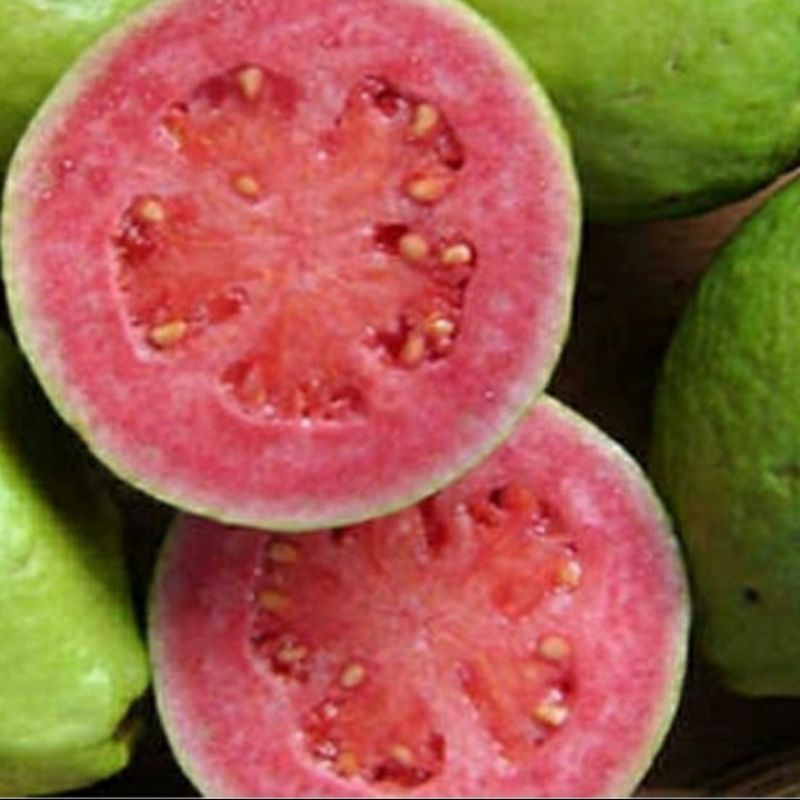 Jual Buah Jambu Biji Merah Premium/kg | Shopee Indonesia