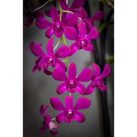 Jual Anggrek jadul Dendrobium susan takahashi | Shopee Indonesia