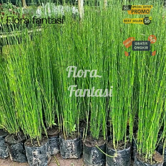 Jual tanaman hias bambu air mini - pohon lidi - lidian bambu air bibit ...