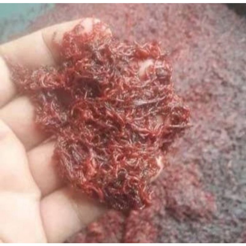 Jual cacing darah fresh pakan ikan cupang / cacing darah segar pakan ...