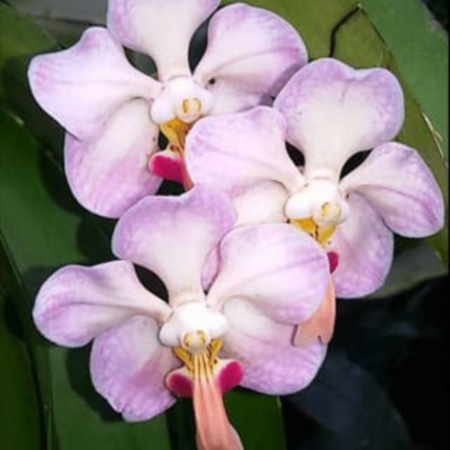 Jual Anggrek vanda foetida spesies sumatera | Shopee Indonesia