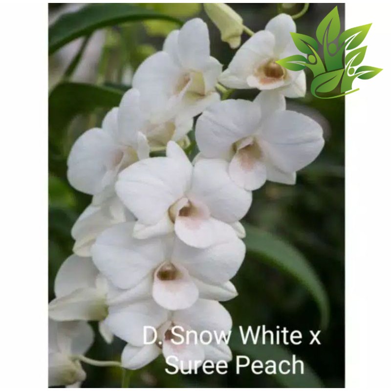 Jual Seedling Anggrek Dendrobium Snow White X Suree Peach ( anggrek ...