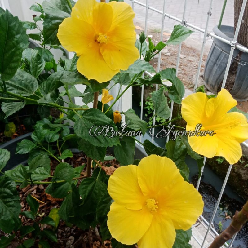 Jual Bunga sepatu kuning polos - tanaman hias hidup - tanaman outdoor ...