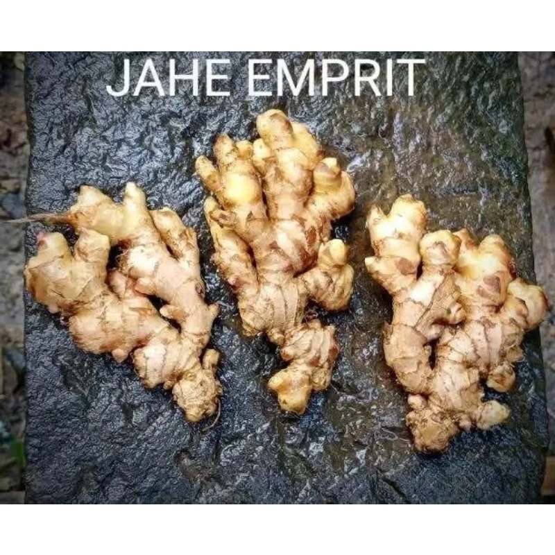 Jual BIBIT JAHE EMPRIT SUPER TUA BERTUNAS BERAT 1 KG | Shopee Indonesia