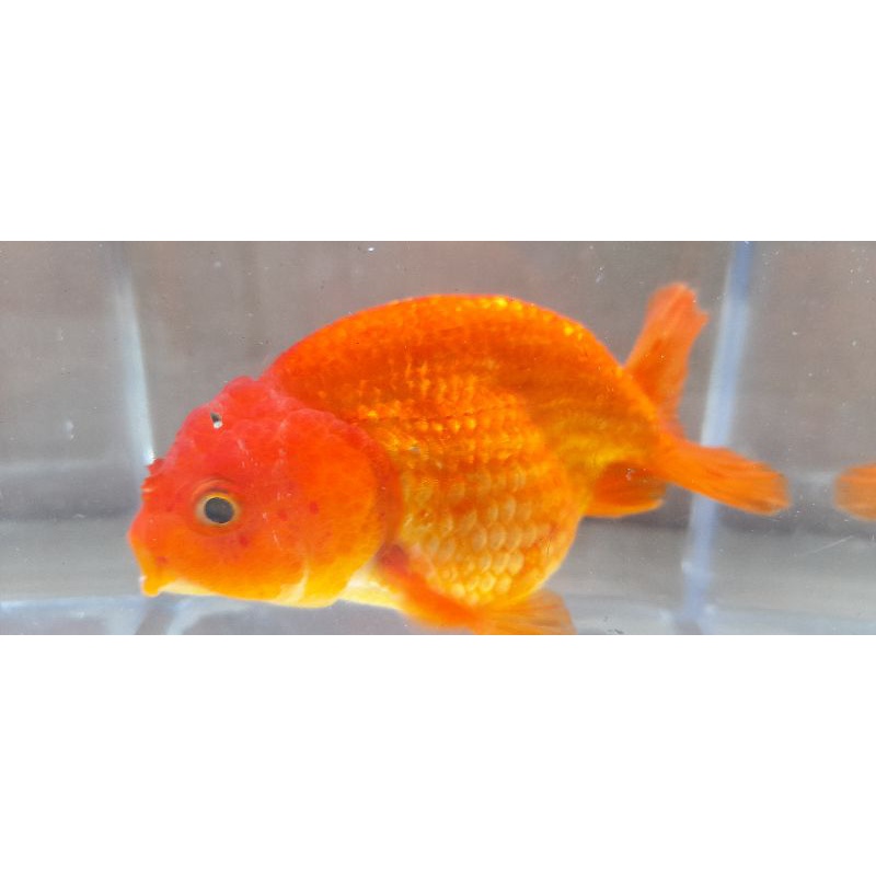 Jual ikan koki ranchu merah | Shopee Indonesia