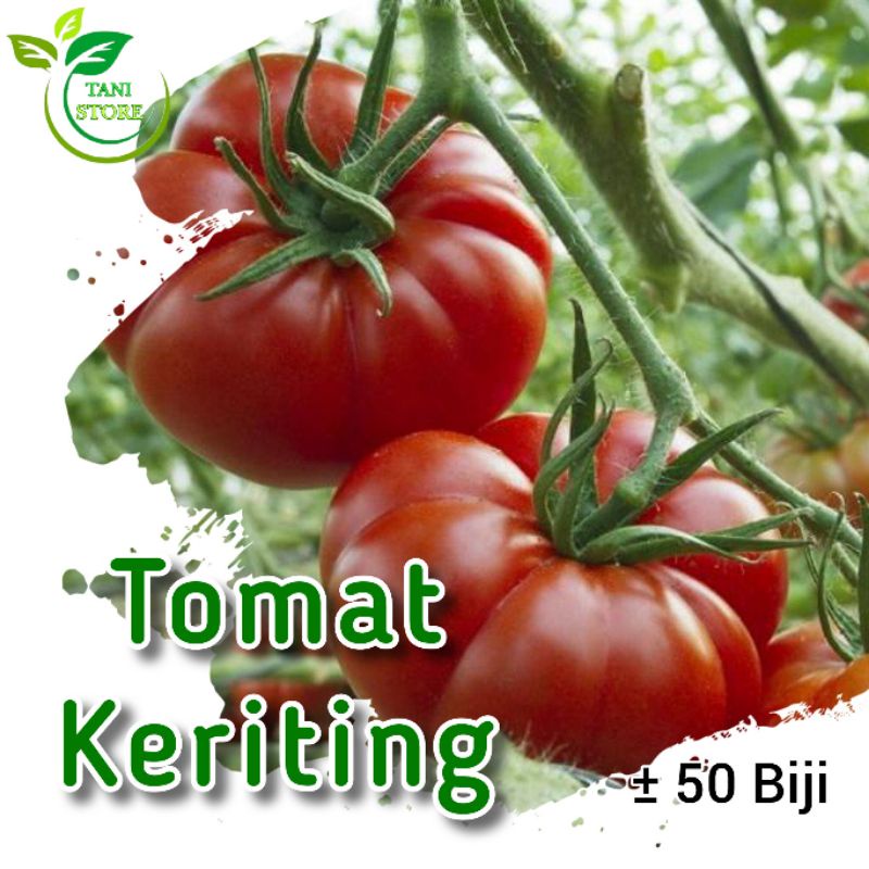 Jual ±30 biji benih tomat keriting mawar_Bibit tomat | Shopee Indonesia