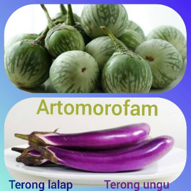 Jual Terong ungu dan terong Lalap | Shopee Indonesia