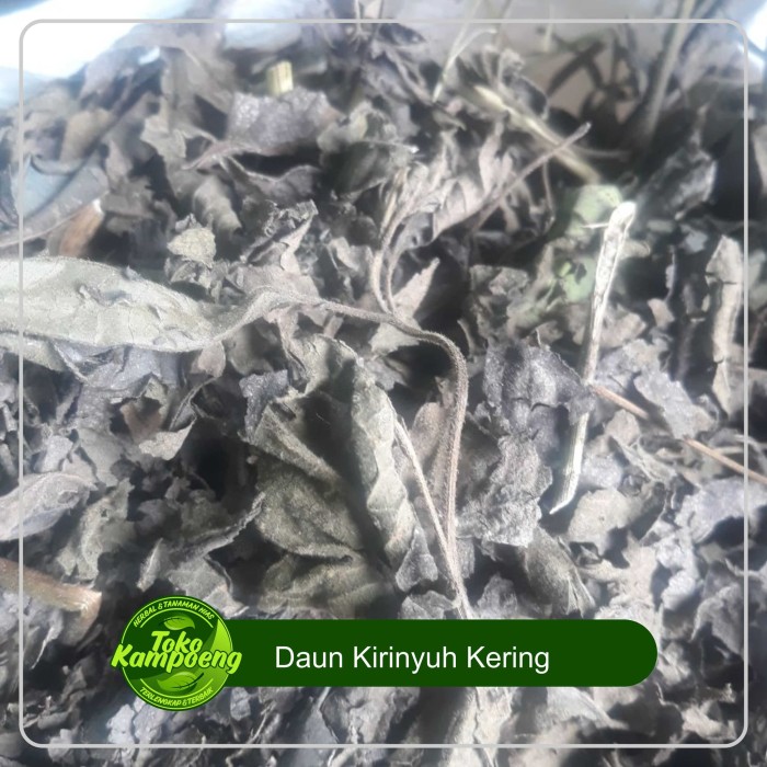Jual Daun Kirinyuh Kering 1kg Herbal Kista-Vertigo-Diabetes-Kanker ...
