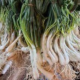 Jual Lokio / Lengkio / Bawang Batak | Shopee Indonesia