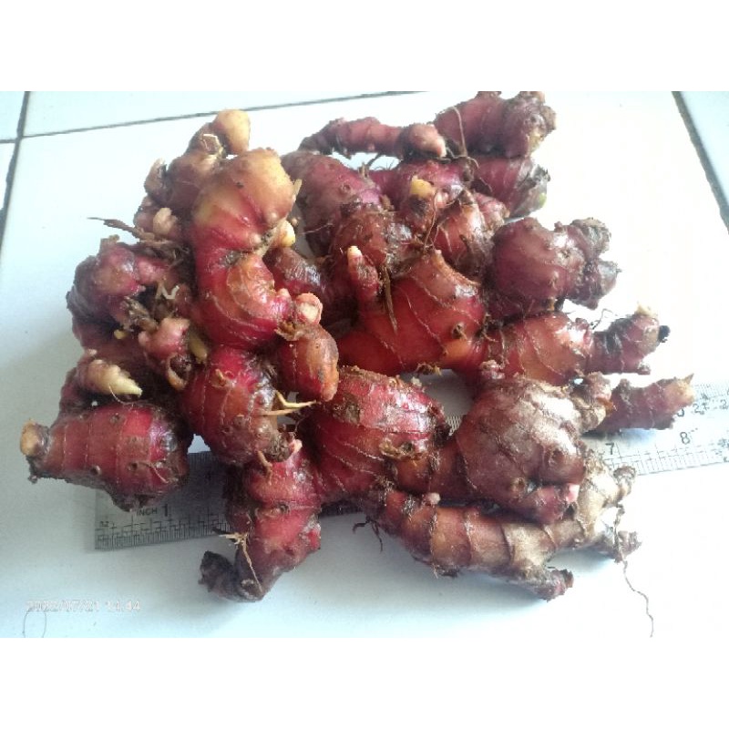 Jual Jahe Merah Organik Sudah Dicuci 1kg Size BESAR/SUPER | Shopee ...