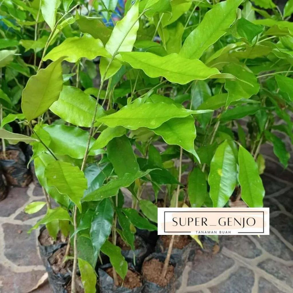 Jual Bibit Kayu Gaharu Super | Shopee Indonesia