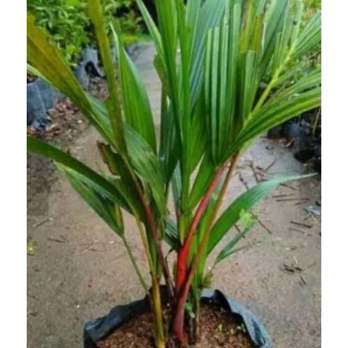 Jual ( BISA COD ) Promo Termurah!! Tanaman hias palem merah Tanaman ... Jual ( BISA COD ) Promo Termurah!! Tanaman hias palem merah Tanaman ...