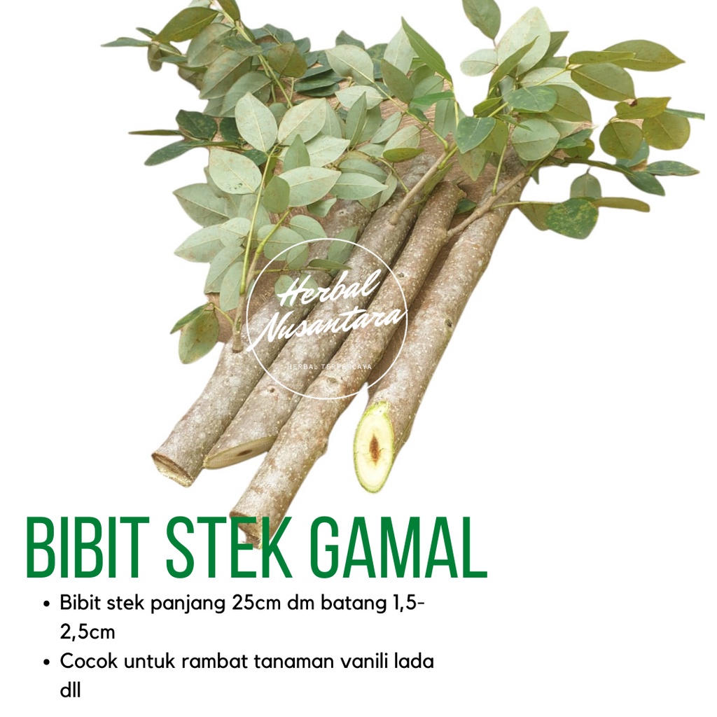 Jual Bibit Gamal 1 meter - Stek pohon Gamal - Pakan ternak - Rambat ...