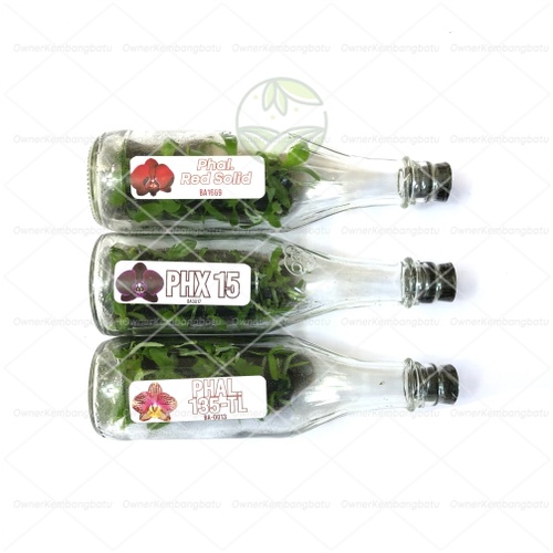Jual BIBIT ANGGREK BULAN DALAM BOTOL | BIBIT ANGGREK BULAN BOTOLAN ...
