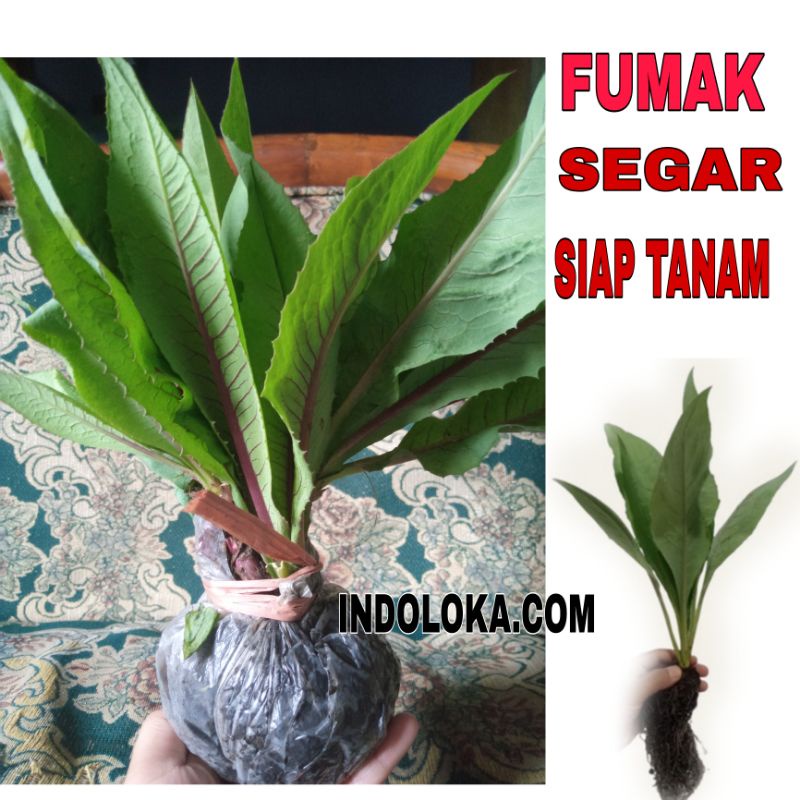 Jual Bibit Sayur Fumak Remaja Siap Tanam Segar Termurah - Harga per 1 ...