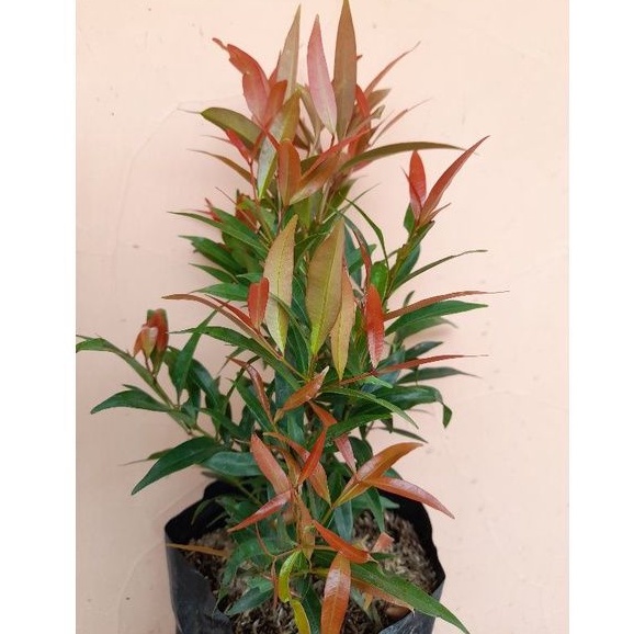 Jual Tanaman Pucuk Merah PROMO TINGGI 30-35CM ++ / Syzygium myrtifolium ...