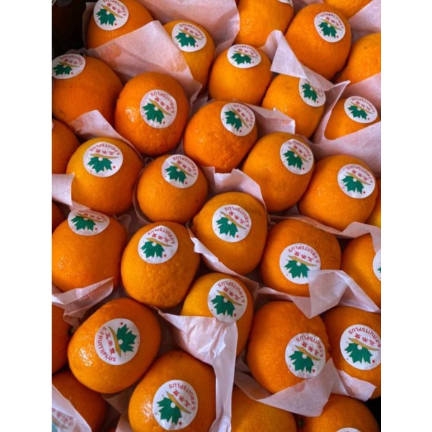 Jual jeruk wogan/wokam | Shopee Indonesia