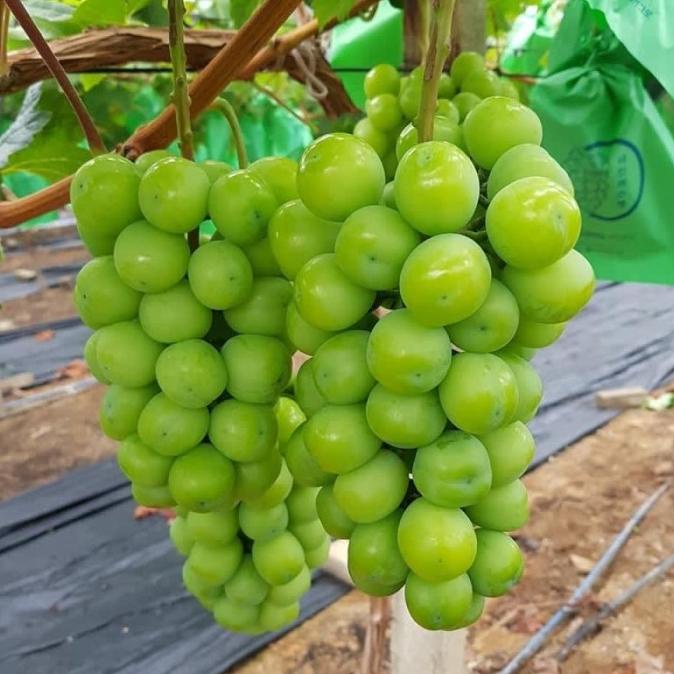 Jual Bibit Anggur import Shine Muscat (jenis anggur termahal ...