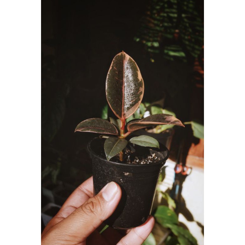 Jual Ficus Ruby ( baby ) | Shopee Indonesia