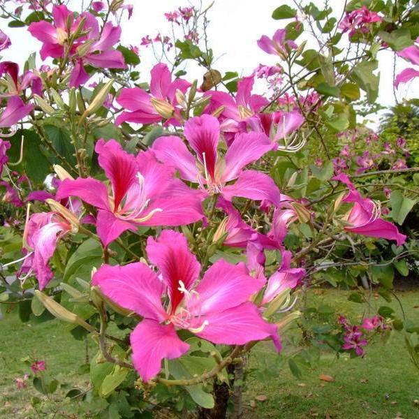 Jual Seed Center Bibit Benih Bunga Bauhinia Mix (10 Seeds) | Shopee ...