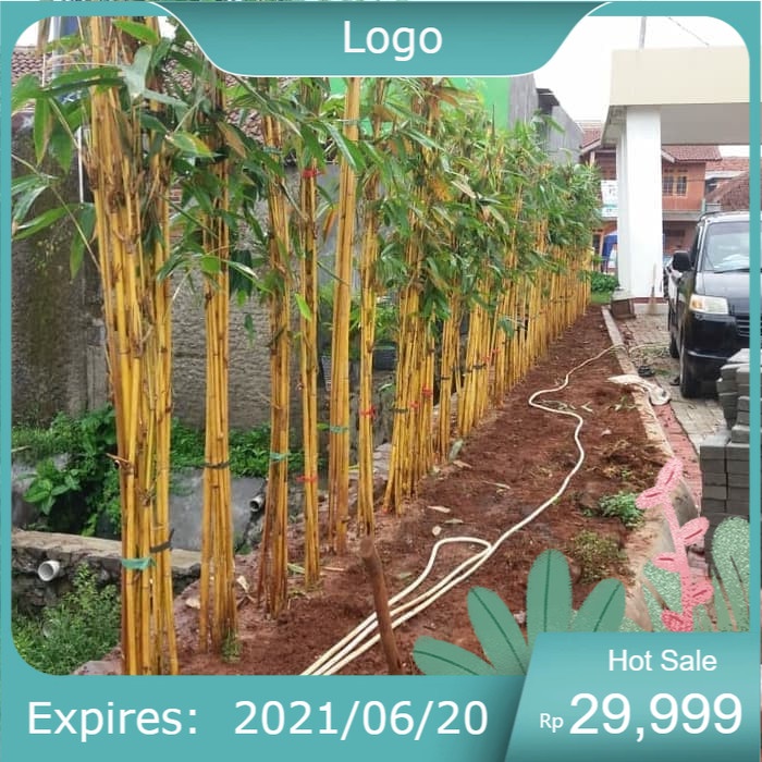 Jual NEW!! Pohon bambu kuning bambu panda | Shopee Indonesia