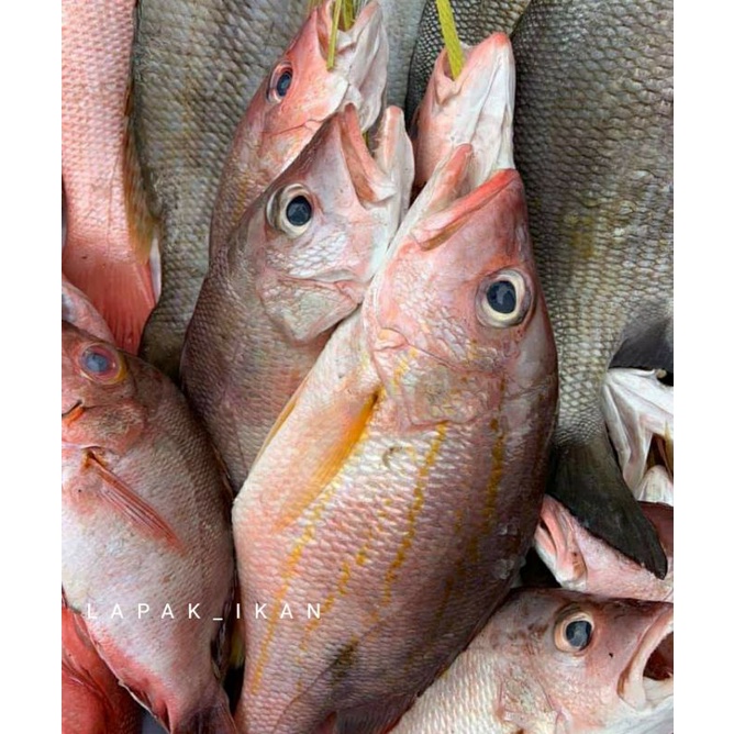 Jual Ikan Kakap Tanda (Tompel) Segar 1 Kg Hasil Laut Segar | Shopee ... Jual Ikan Kakap Tanda (Tompel) Segar 1 Kg Hasil Laut Segar | Shopee ...