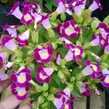 Jual tanaman teronia sudah berbunga rimbun plus pot | Shopee Indonesia