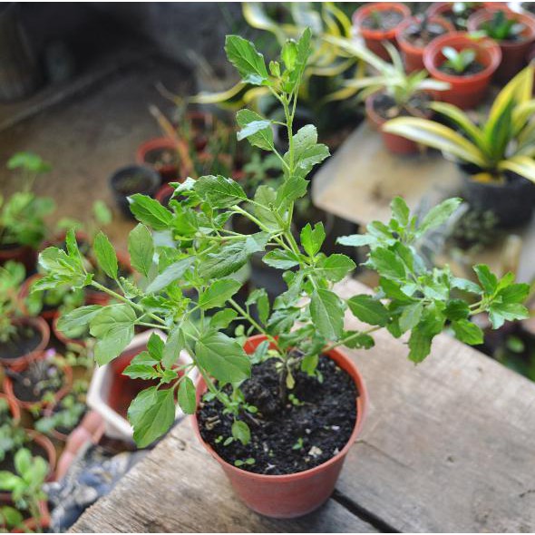 Jual B3Rk4H Bibit Tanaman Basil Ruku-Ruku (Thulasi/Tulsi Leaf) | Shopee ...