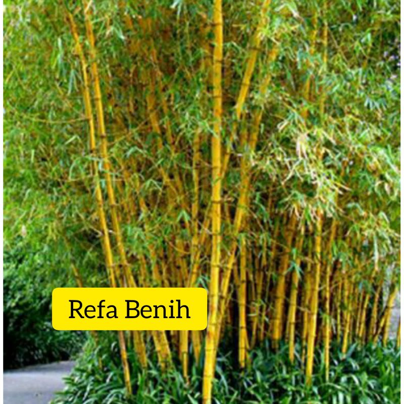 Jual Biji Benih Bambu Green Yellow F1 Import / Benih Bambu / Bambu ...