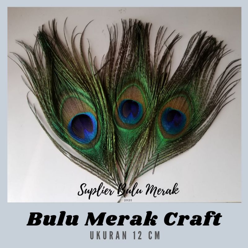 Jual Buluu Meraaak Sintetis 12-15 cm | Shopee Indonesia